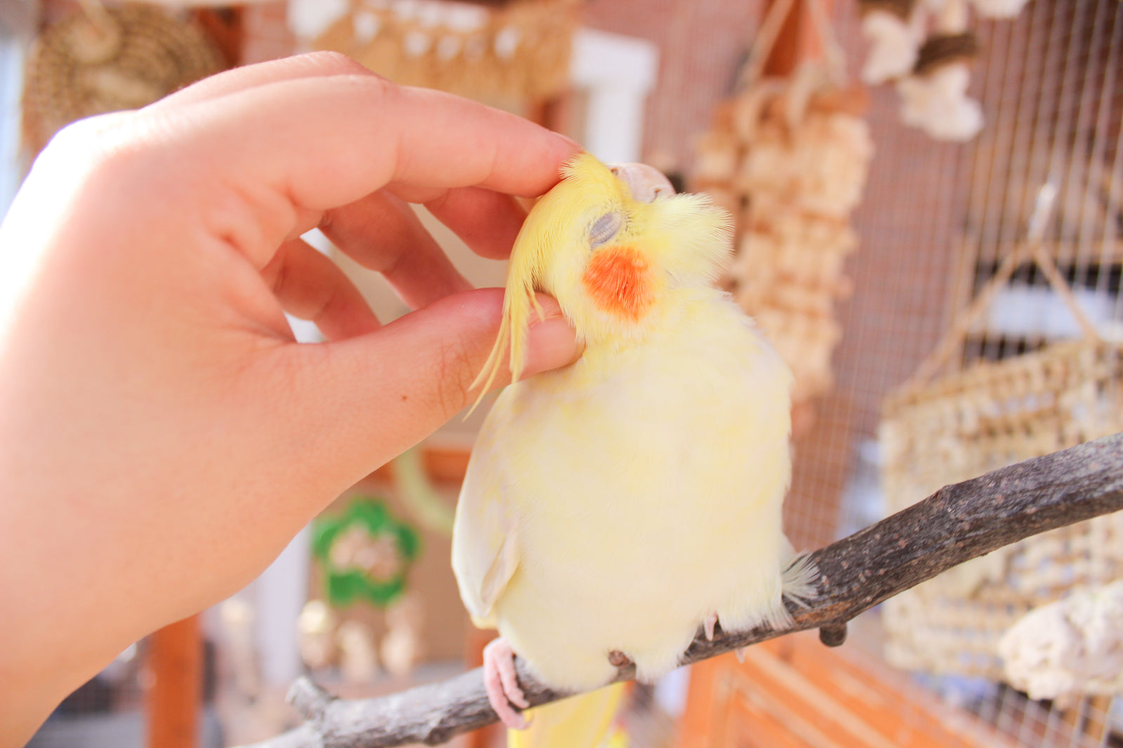 Sign to Look Out for in a Sick Bird - Feather Beautiful