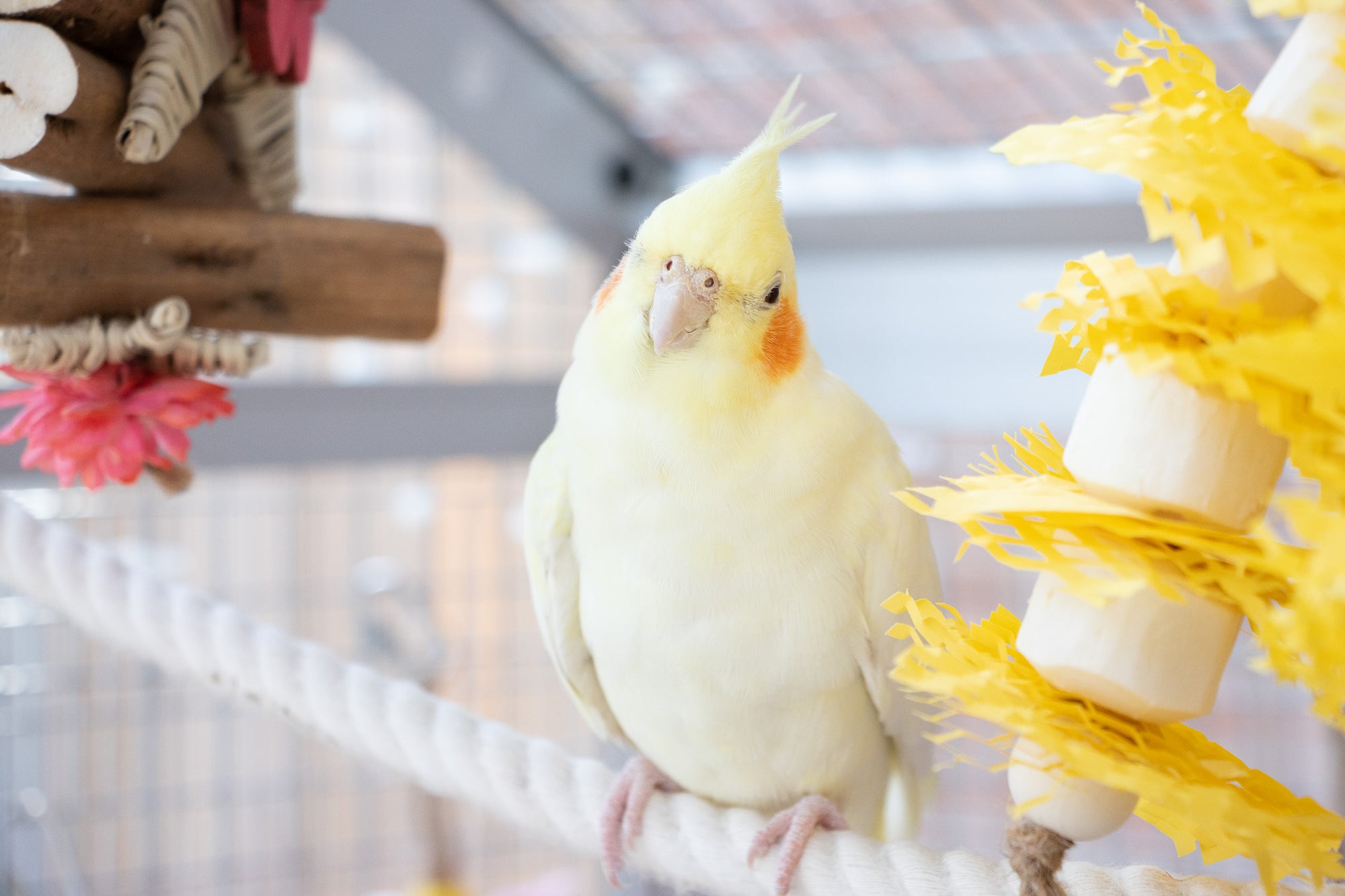 Step-by-step on HOW TO SPROUT MILLET – Feather Beautiful